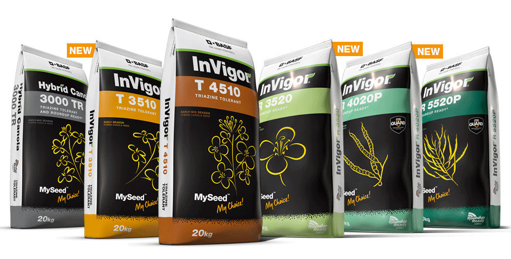 myseed.com.au - /resources/images_current_17 aug/canola/